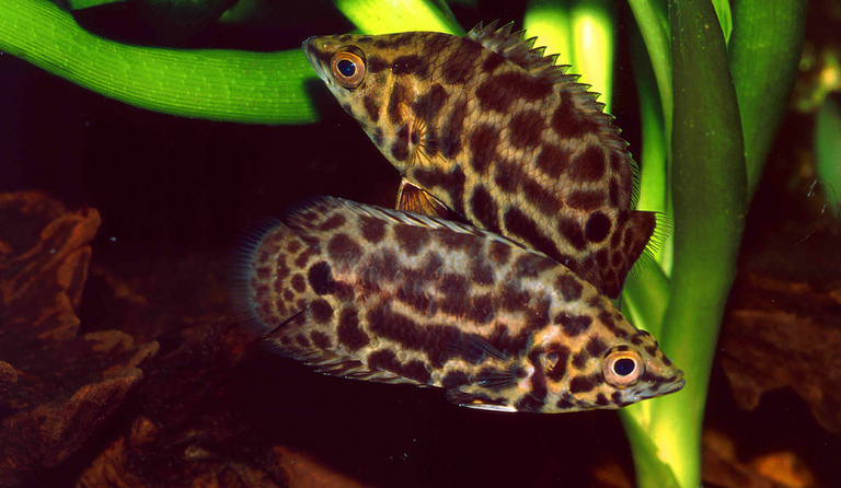 Spotted Climbing Perch, Spotted Bushfish, Leopard Ctenopoma (Ctenopoma acutirostre)